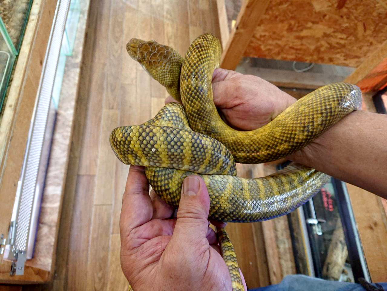 マルクパイソン ボアパイソン図鑑