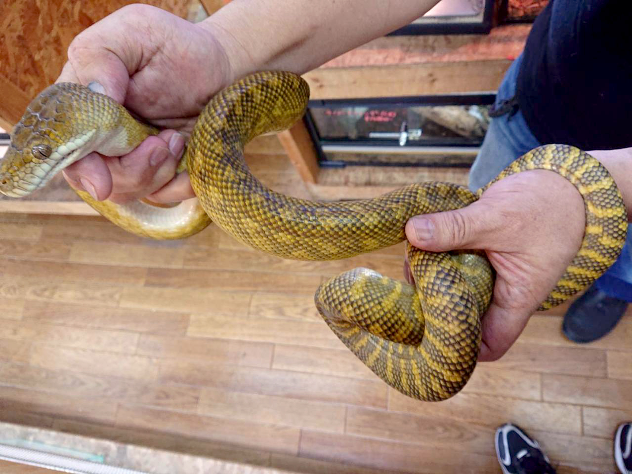 マルクパイソン ボアパイソン図鑑