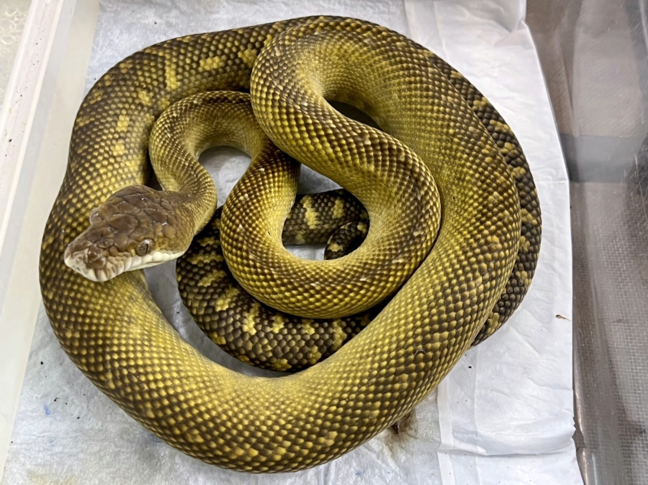 マルクパイソン ボアパイソン図鑑