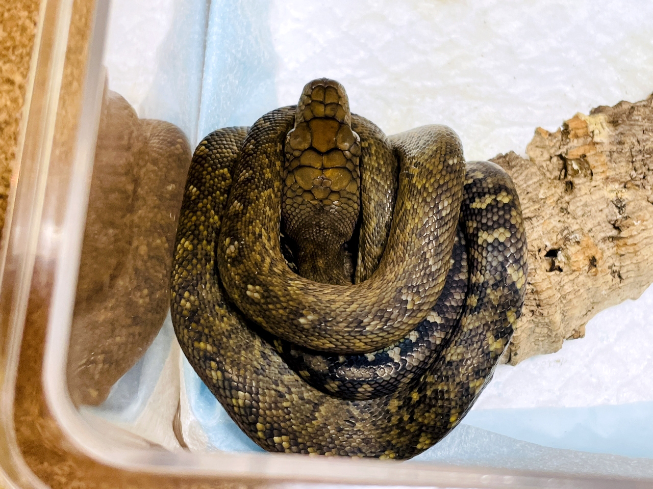 マルクパイソン ボアパイソン図鑑